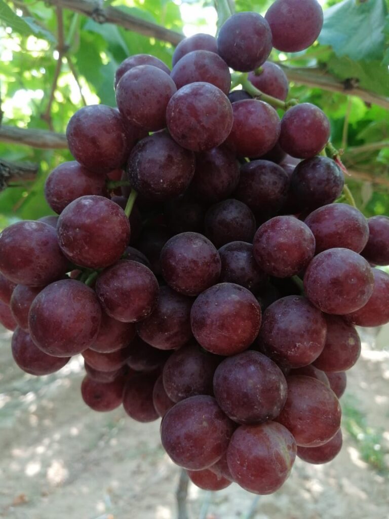Egyptian Grapes – Green Universe MENA