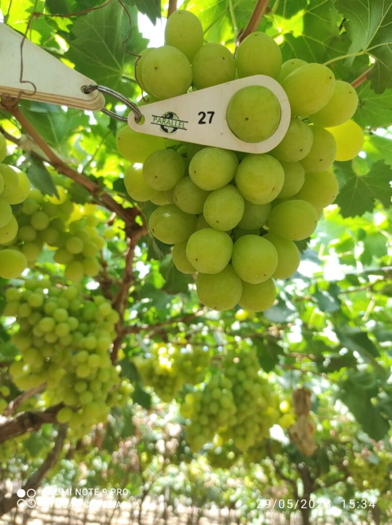 Egyptian Grapes – Green Universe MENA